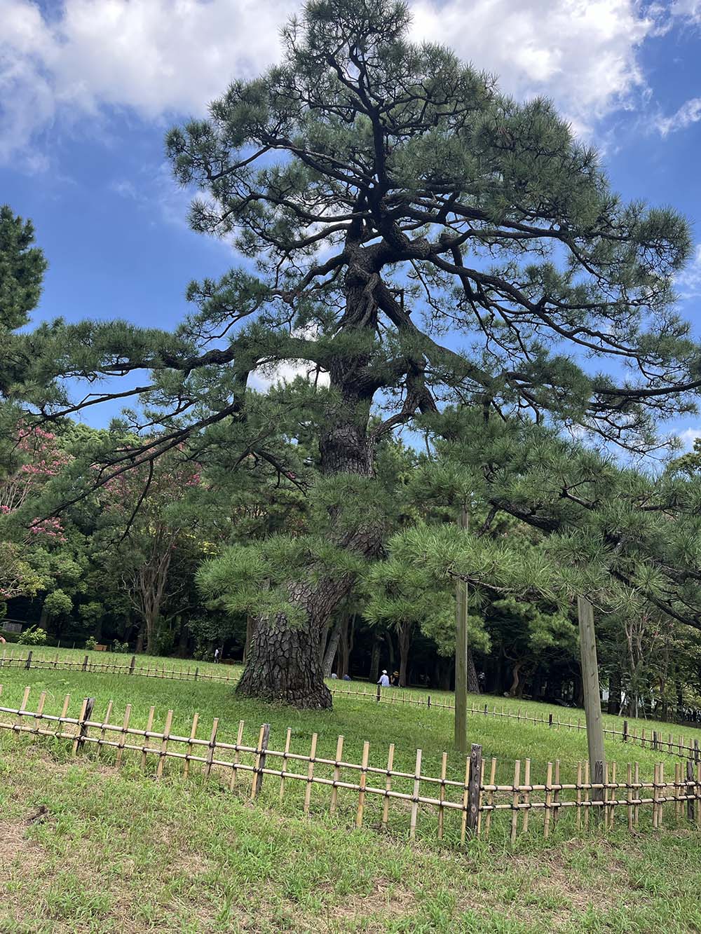 Atrakcje Tokio Shibuya, gotowy plan zwiedzania dzielnicy